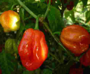 Buy your Habanero Uganda Chilli Seeds online