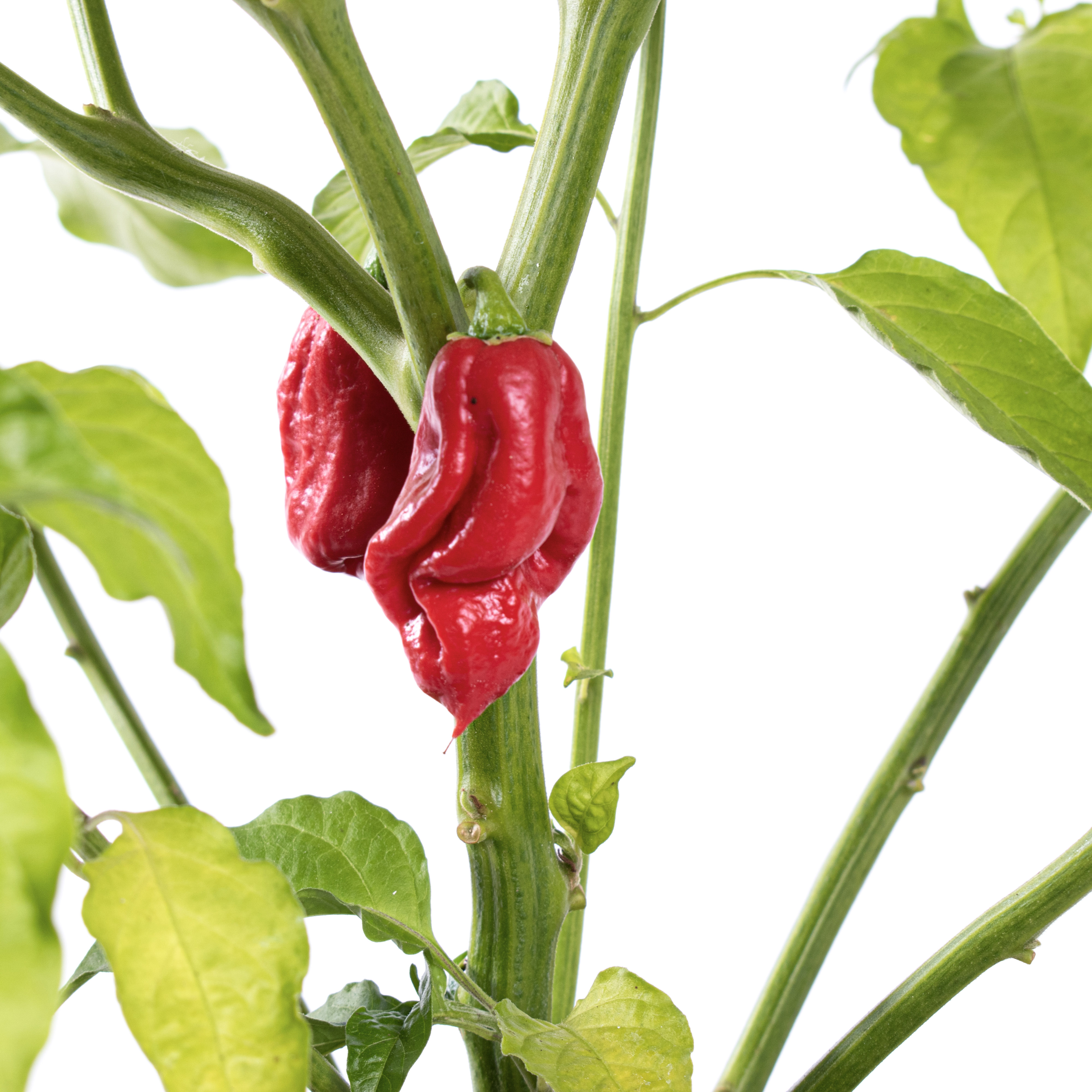 7 Pot Infinity Yellow Chilisamen online kaufen - Pepperworld Hot Shop