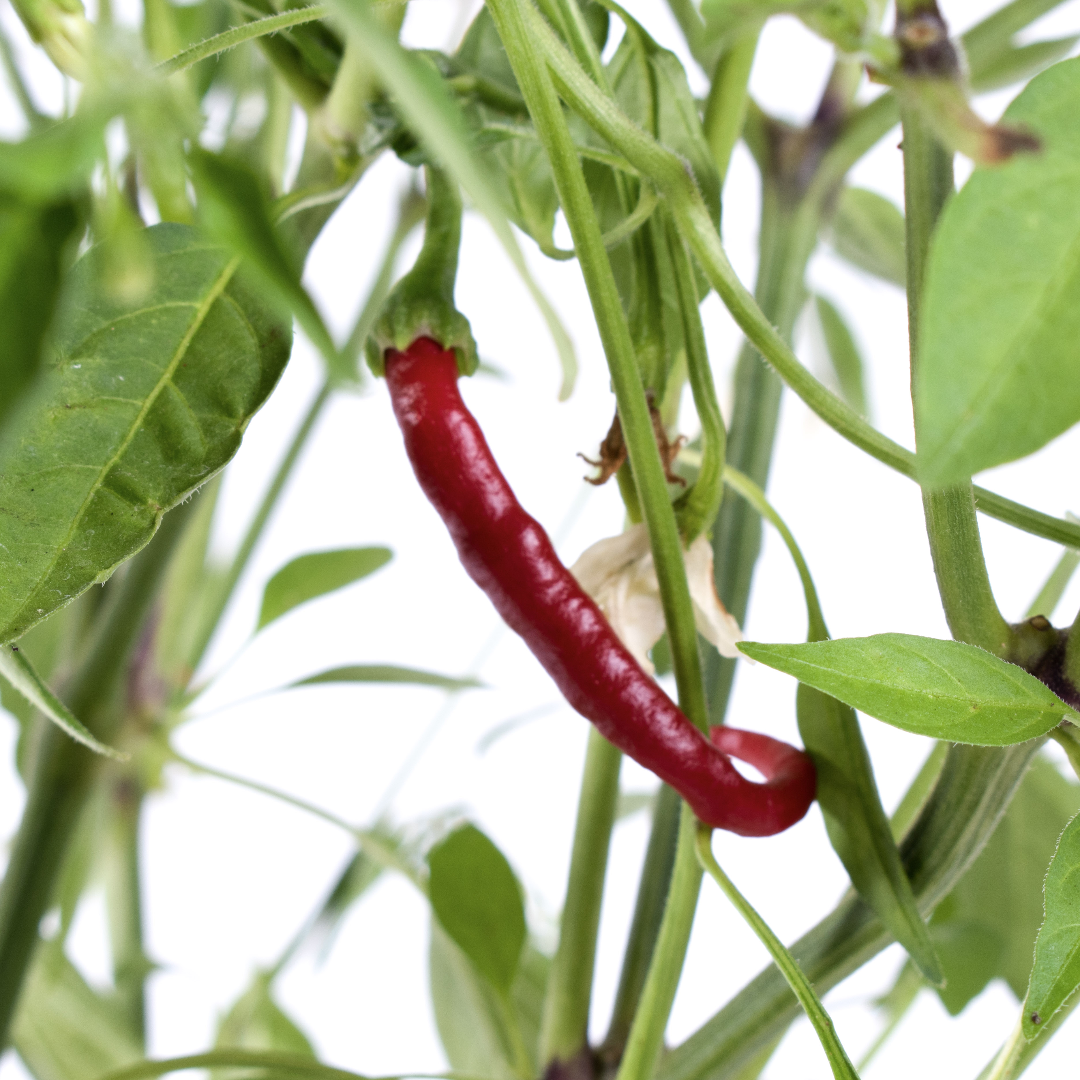 Buy your Cola de Rata Chilliseeds online