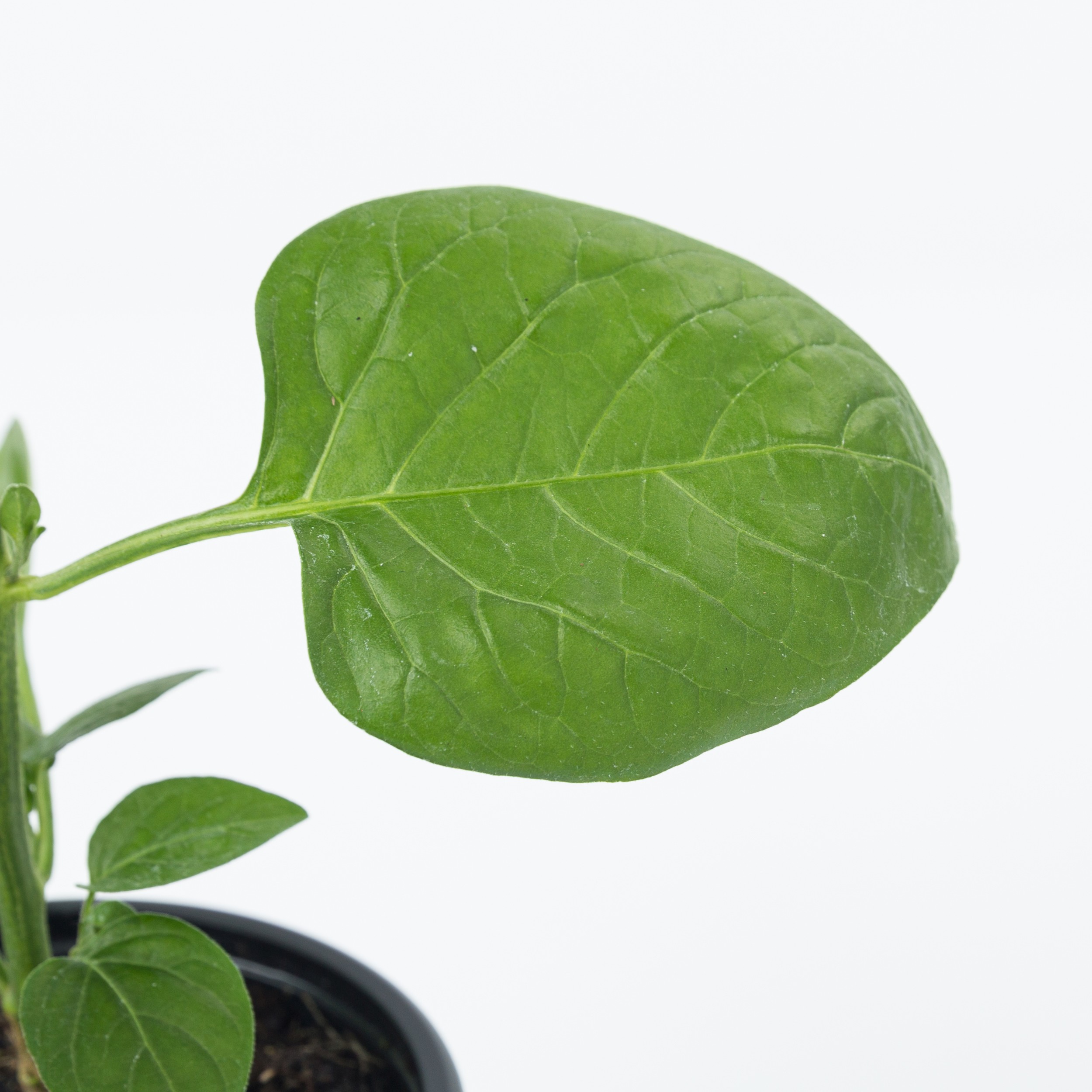 Buy your Piri Piri Organic Chilli Plant online