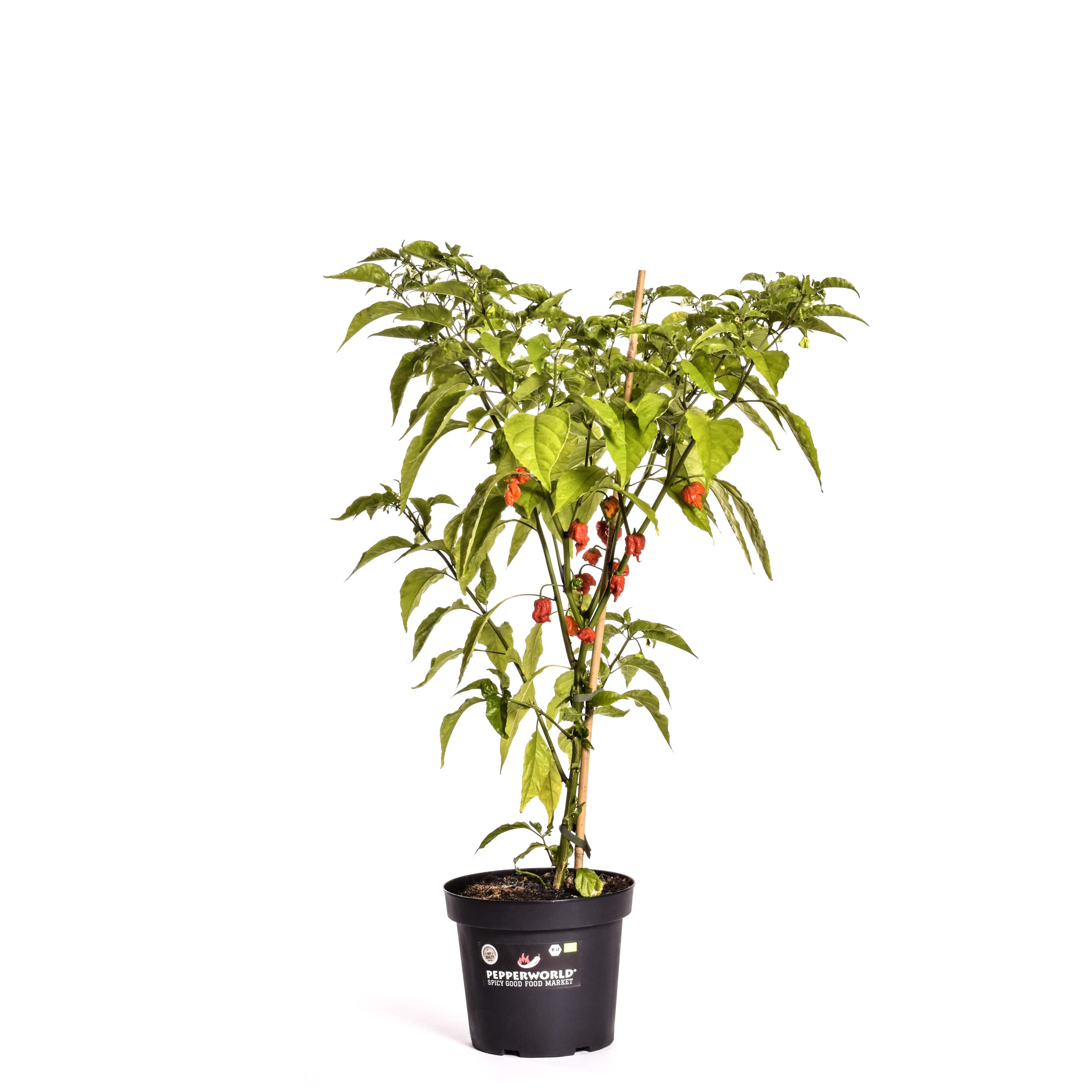 Buy your 7 Pot / Seven Pot Jonah Chilli seeds online