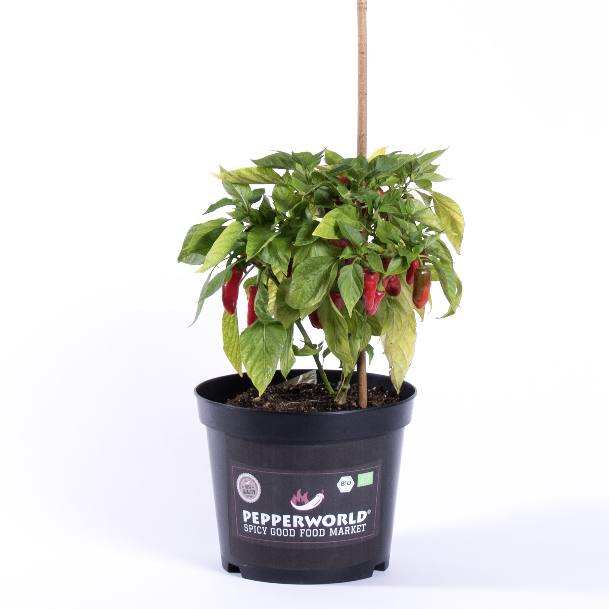 Buy your Lunchbox Pepper Mix Chilli Seeds online