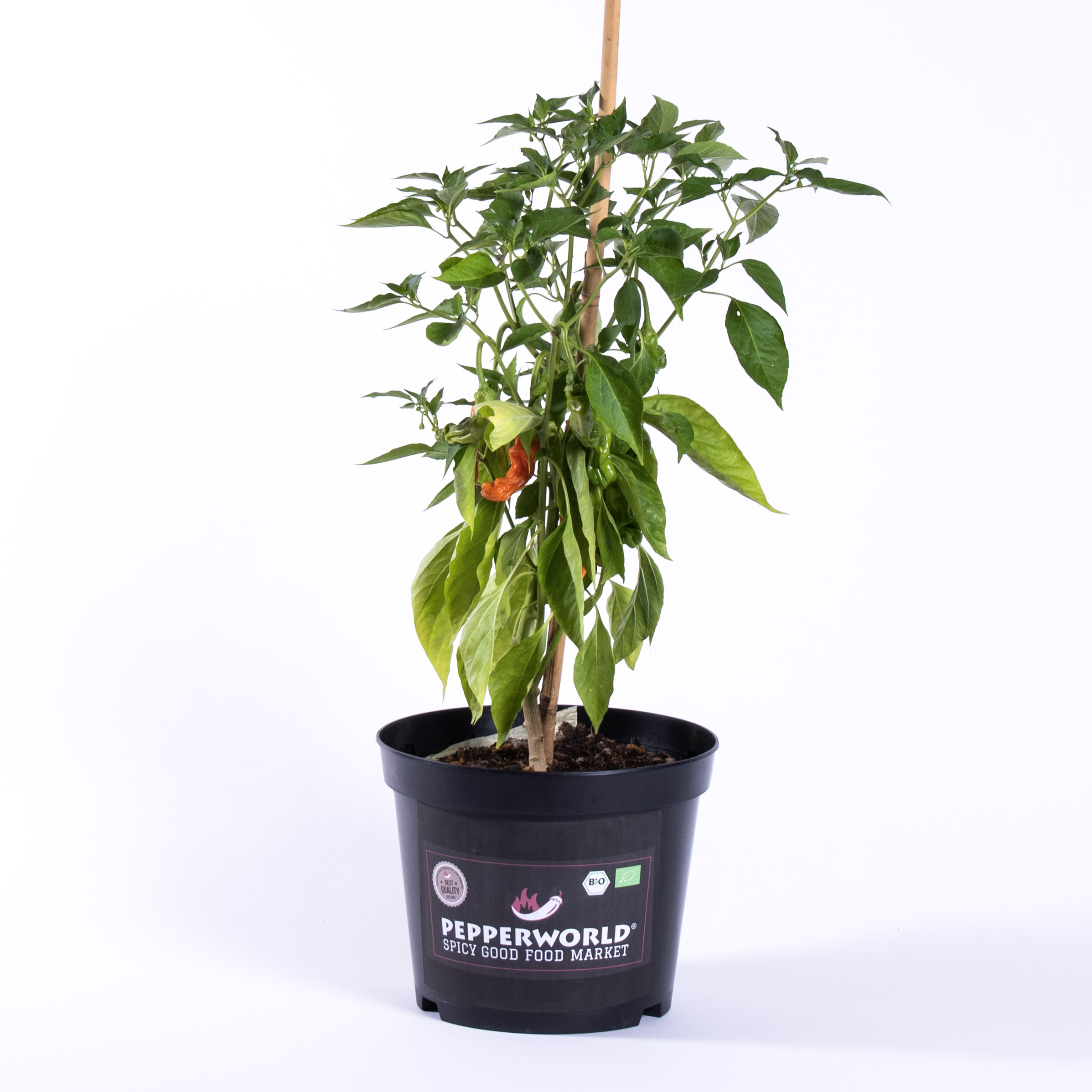 Buy your Peter Pepper Orange Chilli Seeds online