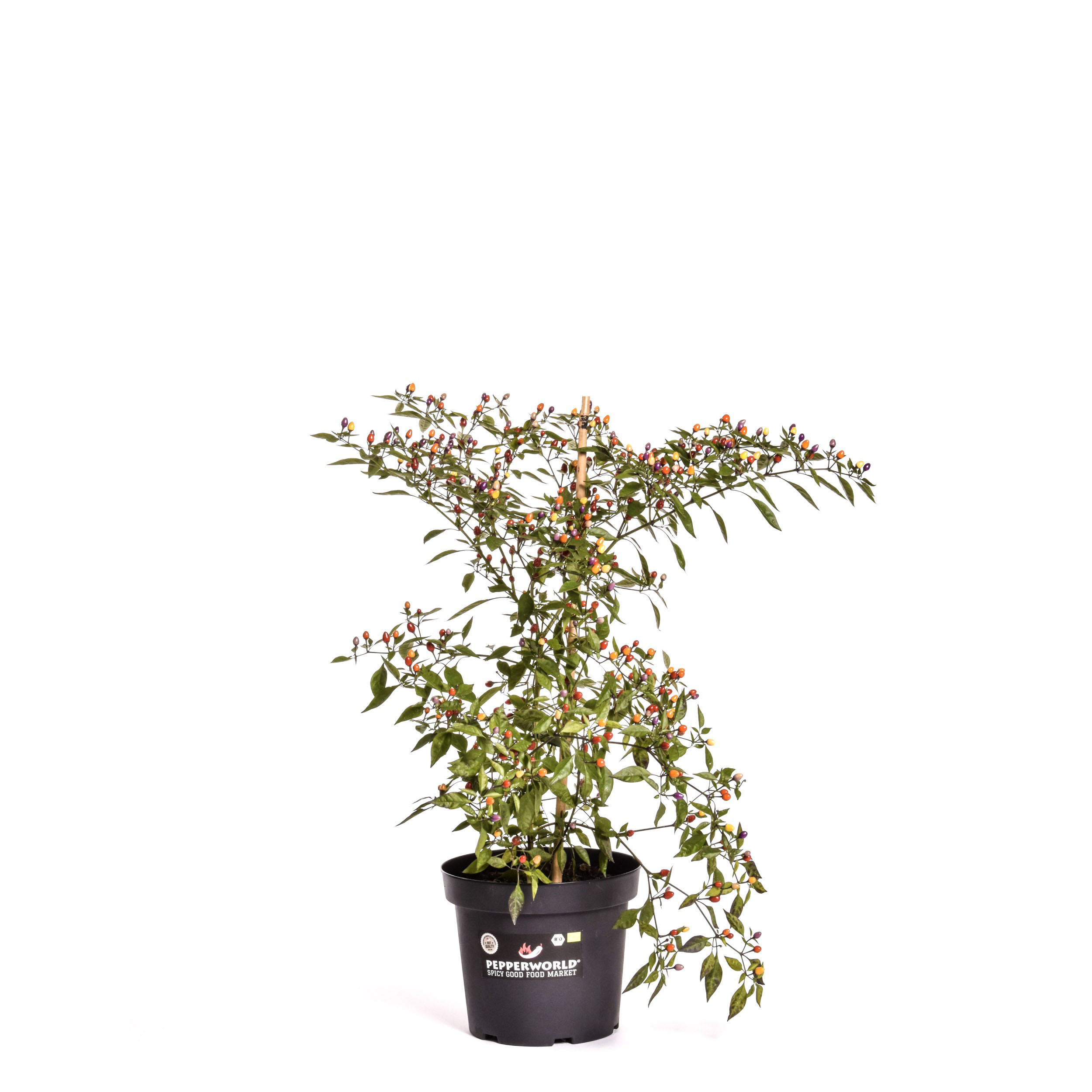 Buy your Bolivian Rainbow Chilli Seeds online