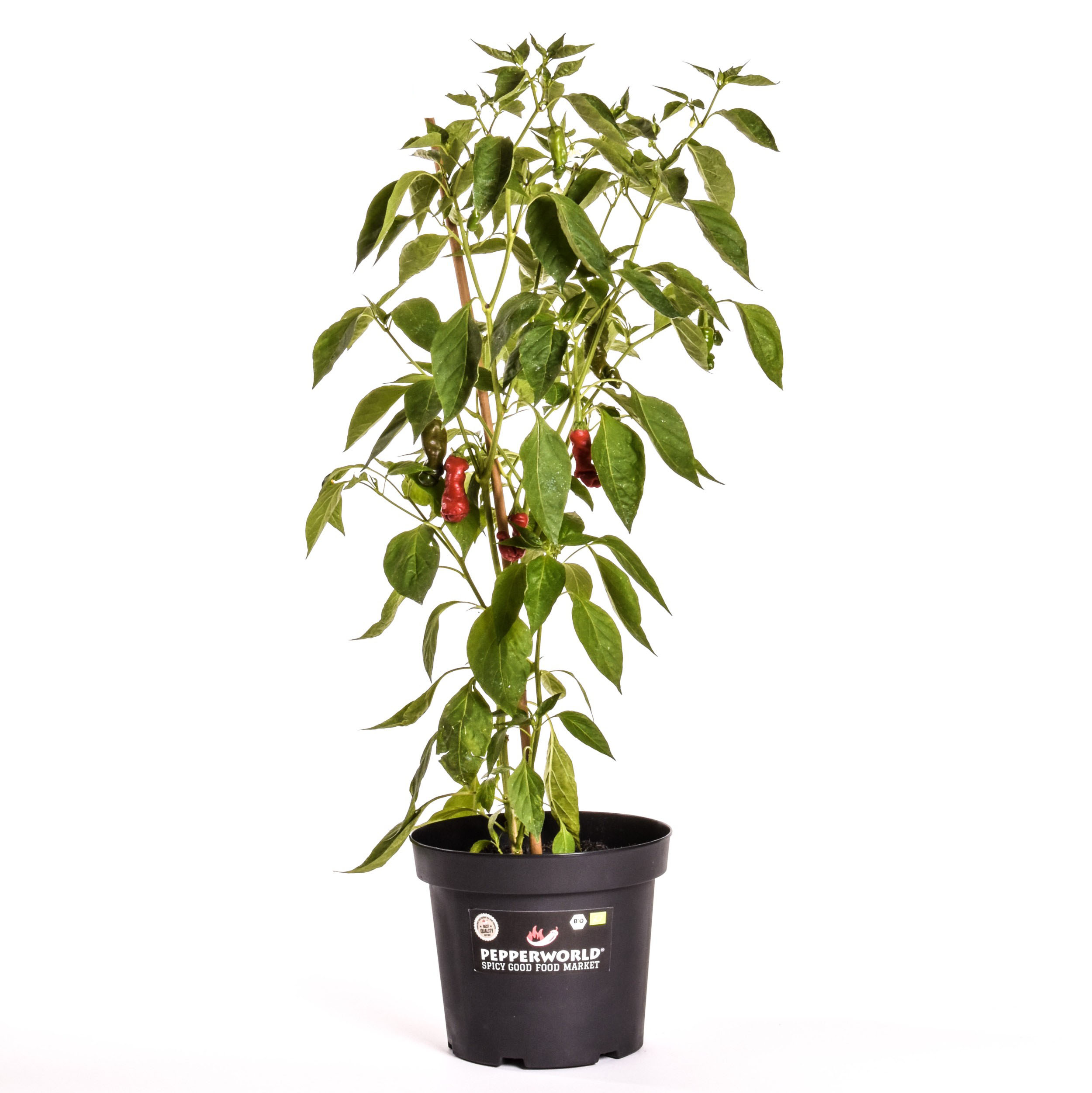 Buy your Peter Pepper Red Chilli Seeds online