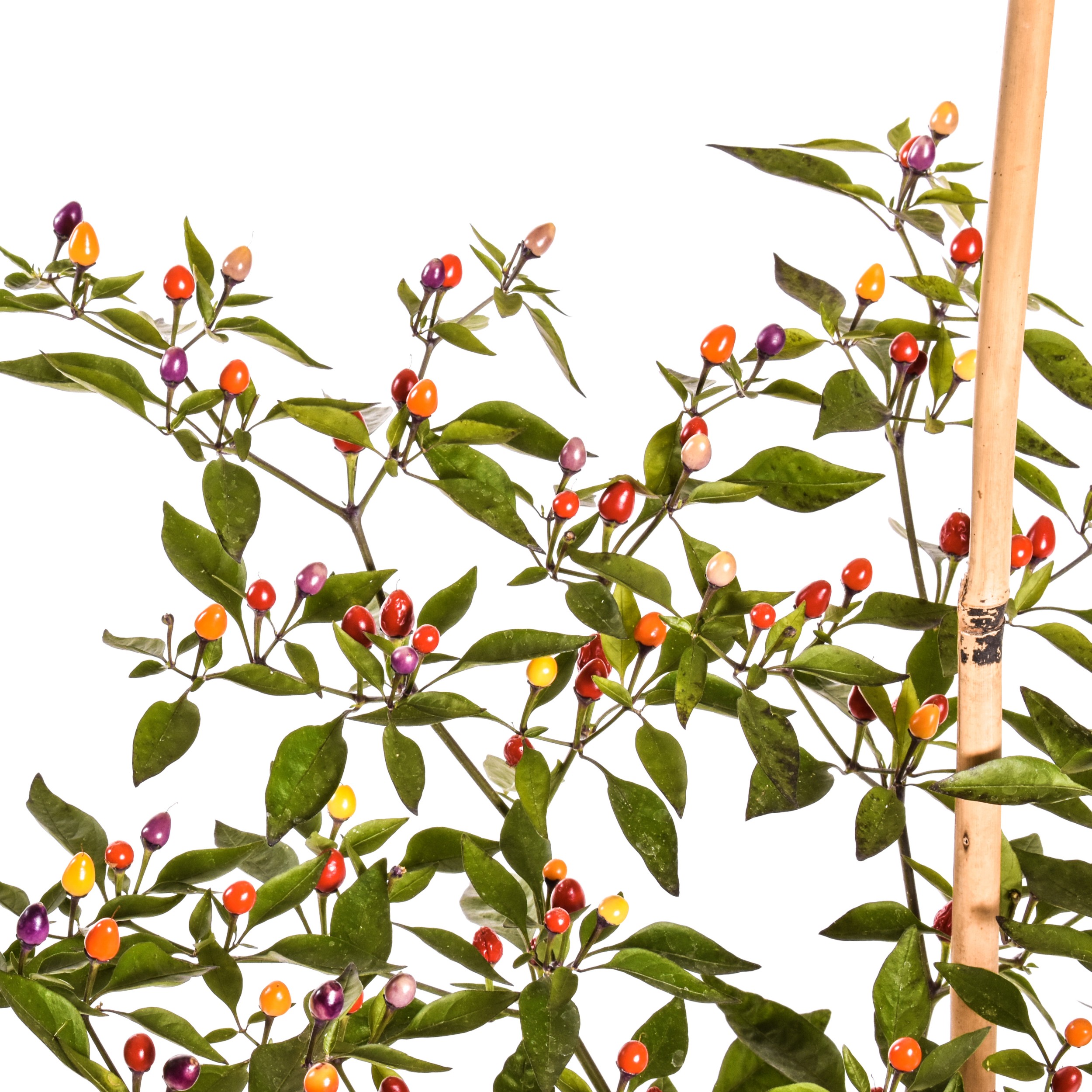 Buy your Bolivian Rainbow Chilli Seeds online