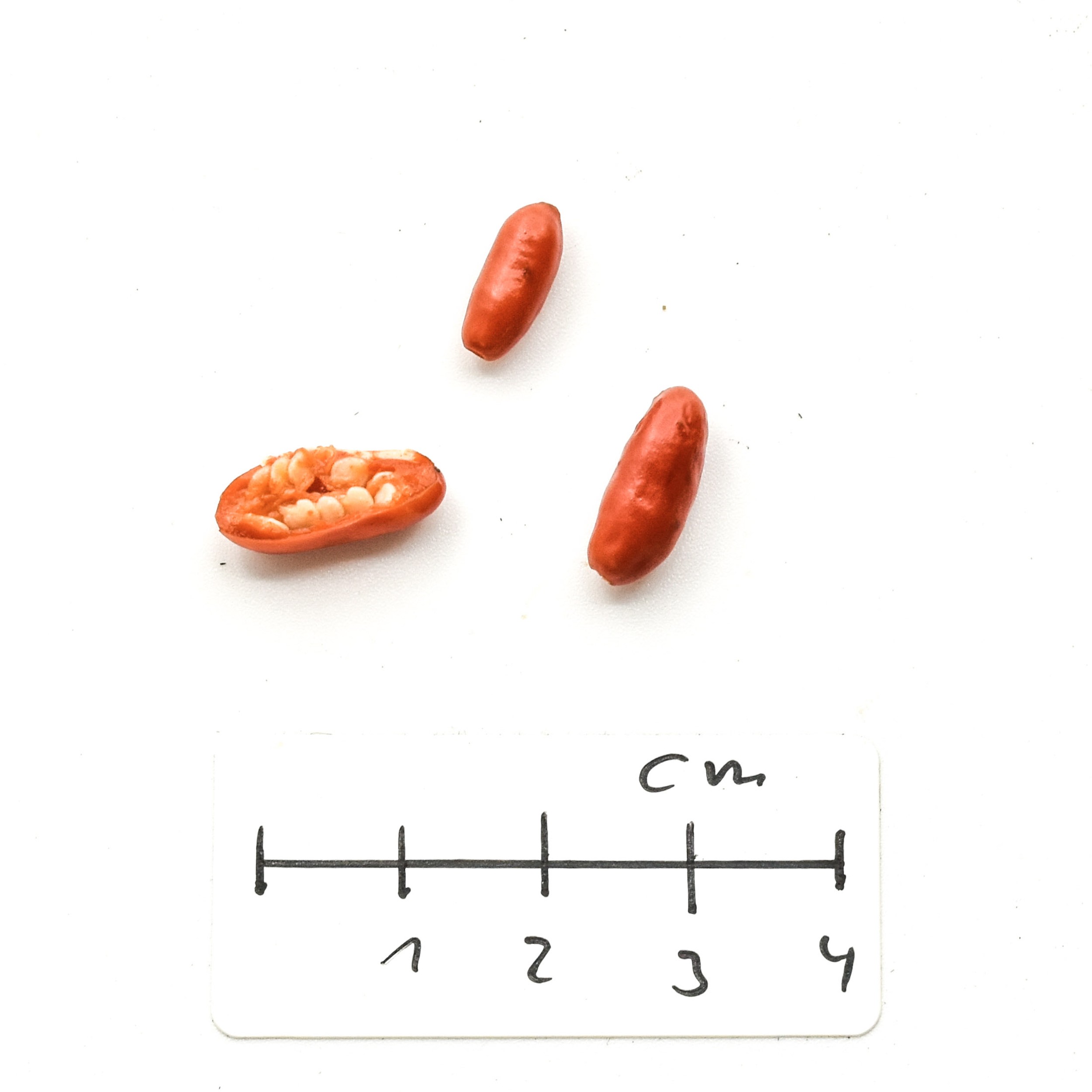 Buy your Inca Surprise Chilli Seeds online