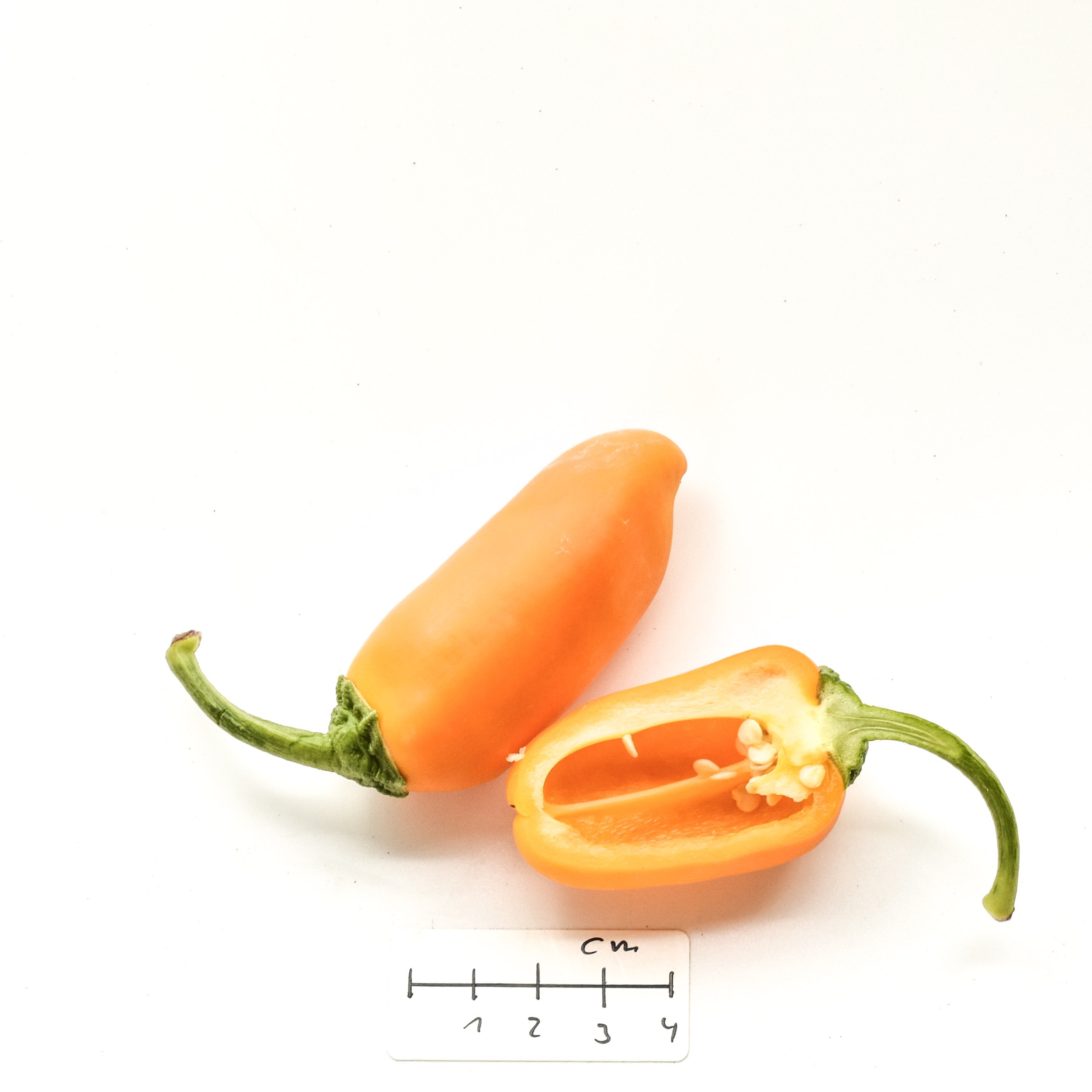 Buy your Lunchbox Pepper YELLOW Pepper Seeds online
