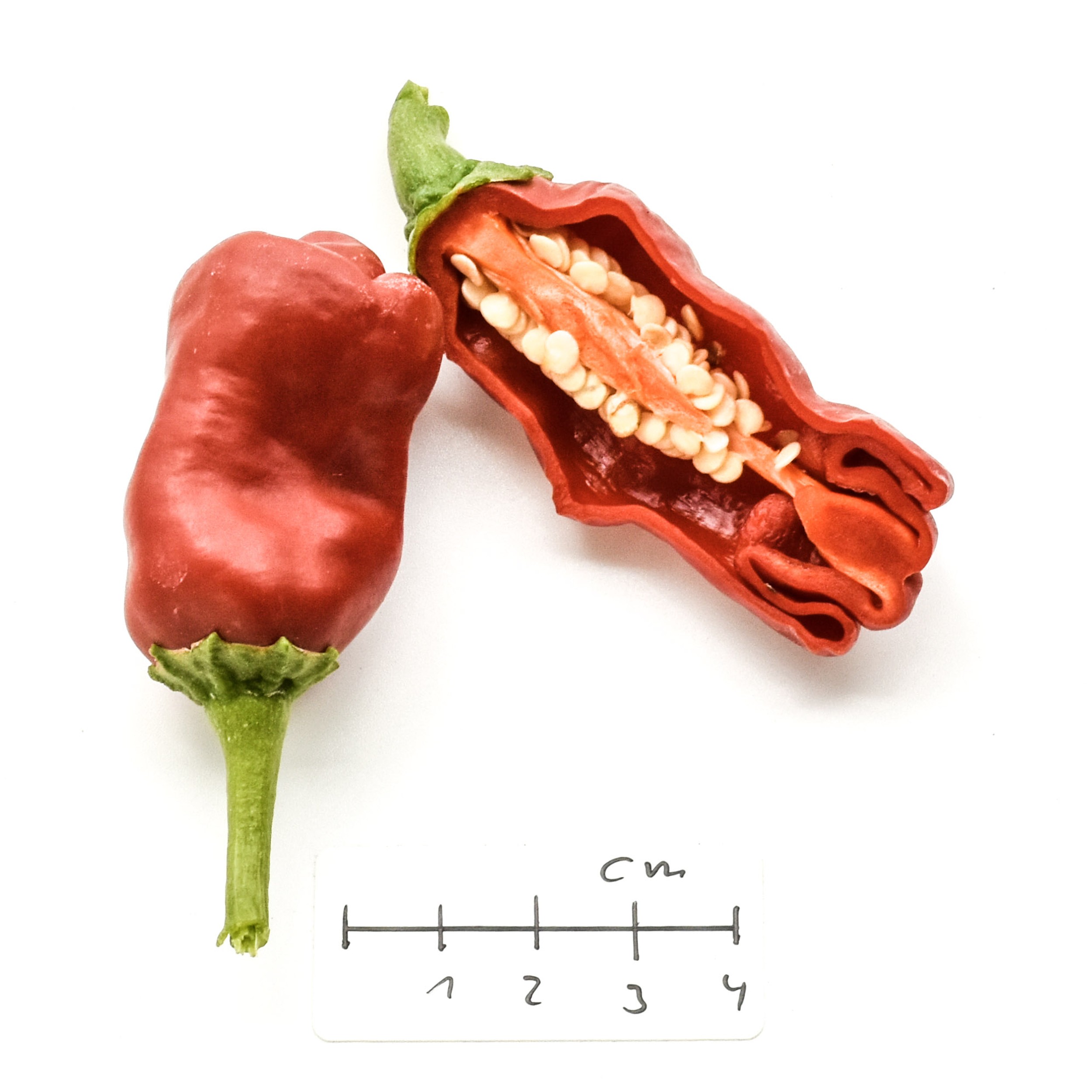 Buy your Peter Pepper Red Chilli Seeds online
