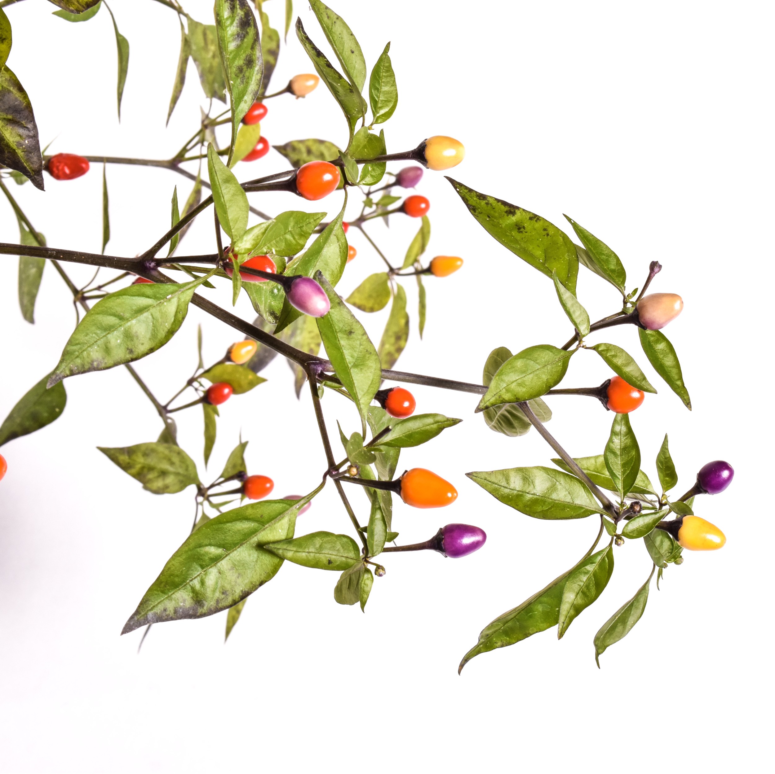 Buy your Bolivian Rainbow Chilli Seeds online